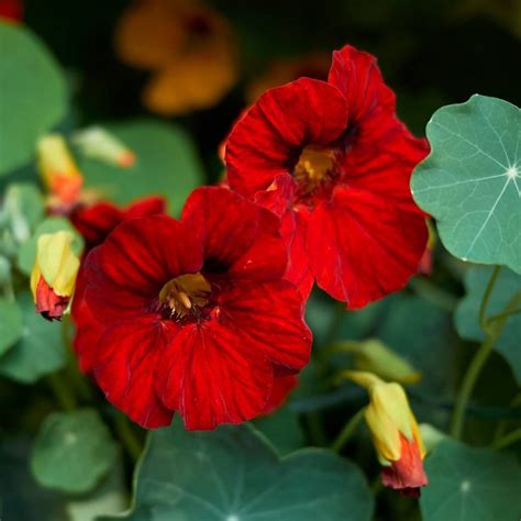 Nasturtium Empress Of India Tropaeolum Majus — Heartsong Herbs