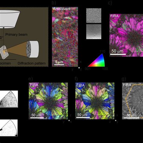 Ebsd Maps Reveal The Crystal Orientation And Grain Size Of The Two