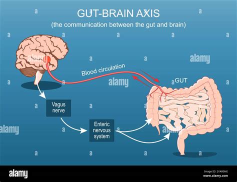 Gut Brain Axis The Communication Between The Gut And Brain Gut