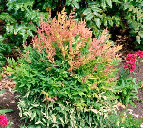 Nandina Gulfstream Plant Nandina Gulfstream Prix Mftztr