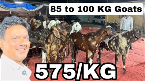 575kg Khassi Goats At Sanjari Goat Farm 85 To 100 Kg Bakro Ka Lot