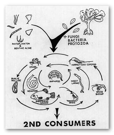 Mangrove Swamp Food Web