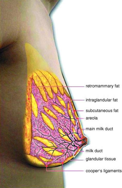 Anatomy Of The Lactating Human Breast Redefined With Ultrasound Imaging