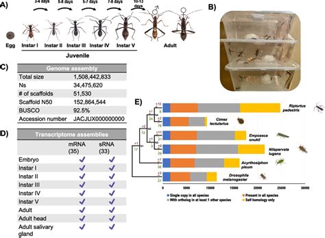 A Schematic Diagram Showing The Life Cycle Of Stinkbug Riptortus Download Scientific Diagram