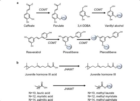 Reactions Of Promiscuous Methyltransferases For Small Molecule Download Scientific Diagram