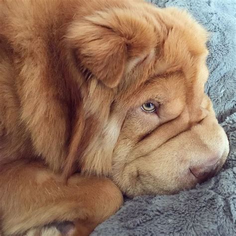 6544 Likes 63 Comments Tokio 🦁🐻🐶 Hellotokio On Instagram