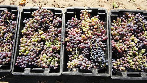 El ángel Del Vino Blog De Vinos El Avance De Las Uvas Criollas