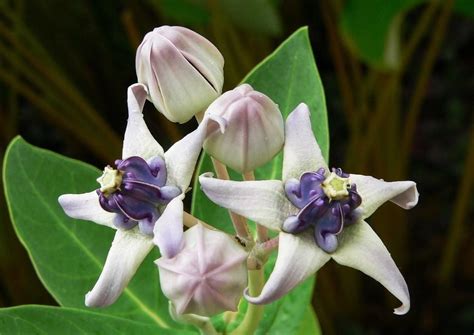 Crown Flower Plant