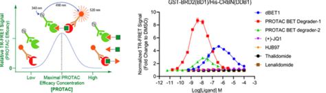 Protac Molecules Activity And Efficacy Evaluate Service Mtoz Biolabs
