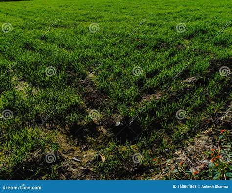 Beautiful Weat Grass Farmland In India Stock Image Image Of India Beautiful 168041863