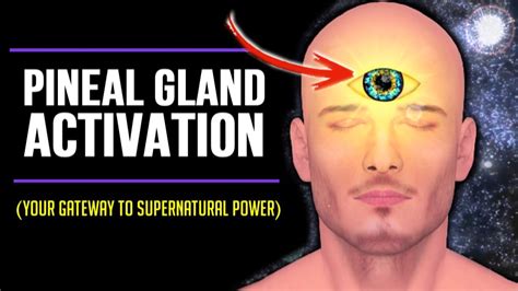 Porcine Pineal Gland At Jennifer Carranza Blog