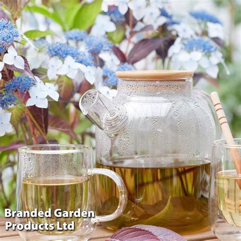 Hydrangea Serrata Plant Hydrantea Dobies