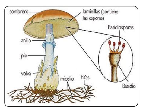 Basidiomicetos Partes Pdf