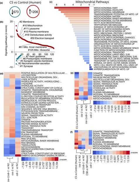 The Transcriptomic Analysis In Cs Postmortem Brain Tissue Cs Mouse Download Scientific
