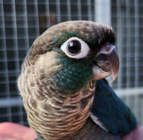 Pearl Aviaries Woodford Qld