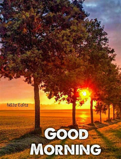 Good Morning Sunrise With Trees
