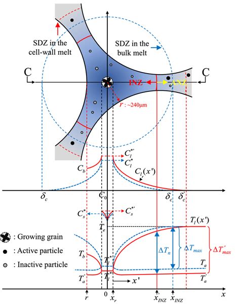 The Solute Diffusion Zone And The Undercooling Zone Around A Growing
