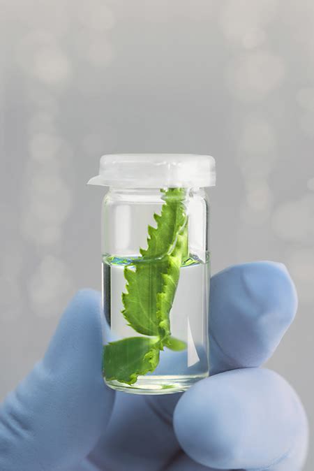 Pro E Contro Ogm Lopinione Di Gaetano Pascale