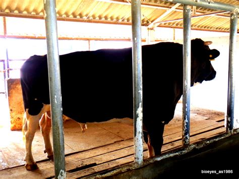Bbib Singosari The Adioke Center