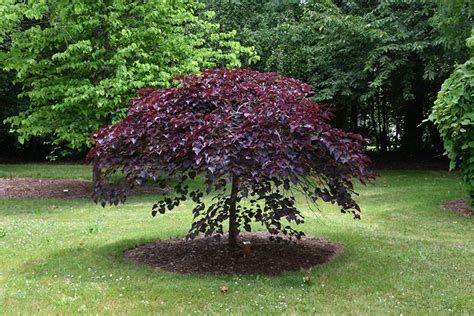 Ruby Falls Redbud Weeping Form With Deep Red Leaves