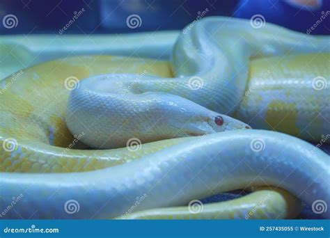 Albino Burmese Python Stock Image Image Of Tame Predator 257435055