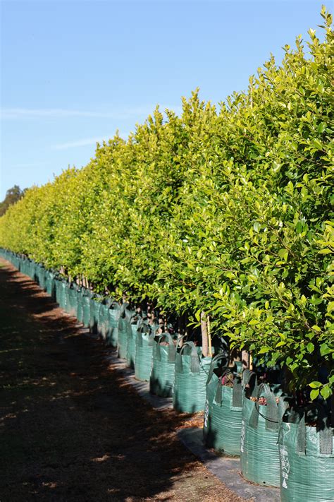 Large Desert Tree And Hedge Installation Scottsdale Az