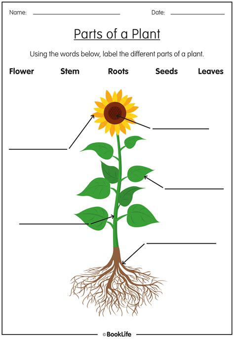 Plant And Label The Parts At Linda Gary Blog