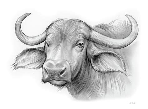 Water Buffalo Drawing By Greg Joens Pixels