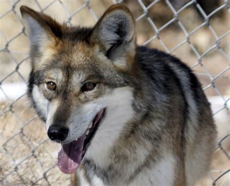 Wolves Can Show Attachment Toward Humans RealClearScience