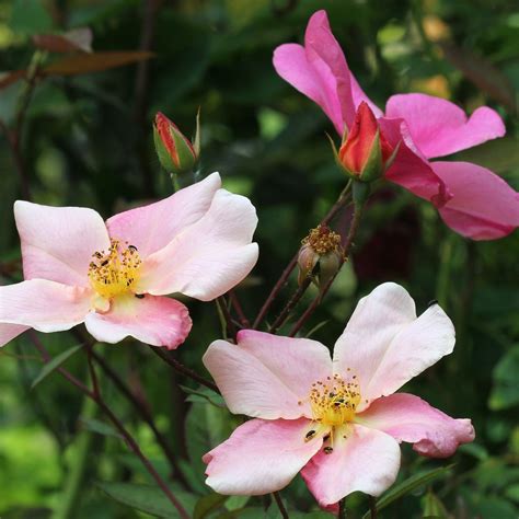 Rosa Mutabilis Aka Butterfly Rose 55ltr Potted Henry Street Nursery