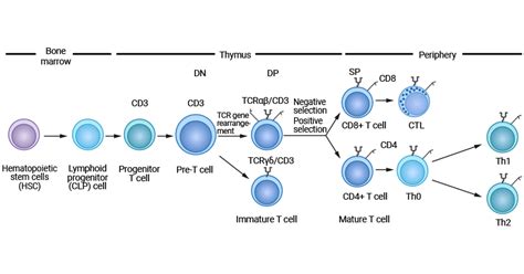 Immune Activation Insights Into T Cell Differentiation Cusabio
