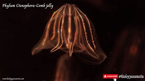 Phylum Ctenophora Characteristics With Examples Animal Kingdom
