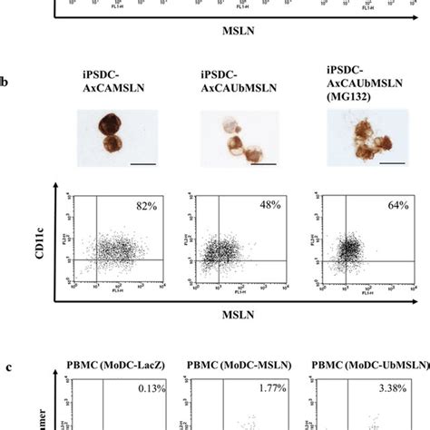 Expression Of Msln In Genetically Modified Dcs And Pentamer Assay Of