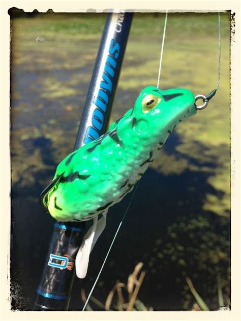 Bass Junkies Frog Pond Bass Pro Shops Xps Frog Review Frog Bass Pro