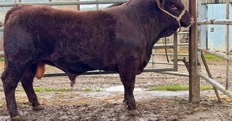 6 North Red Ruby Devon Red Ruby Devon Breeding Bulls Sellmylivestock
