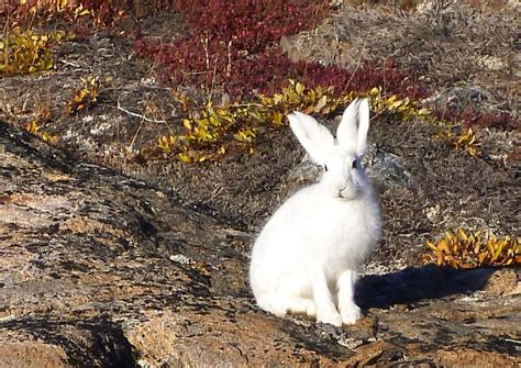 Arctic Hare Facts Pictures Diet Habitat And More Poseidonexpedition