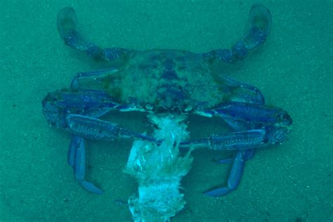 Blue Swimmer Crab Sa Marine Life