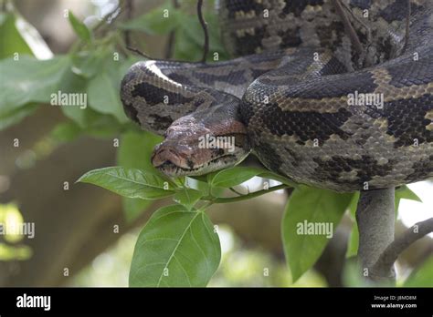INDIAN ROCK PYTHON Python Molurus Molurus Non Venomous Rare Called Ajgar In Hindi Stock