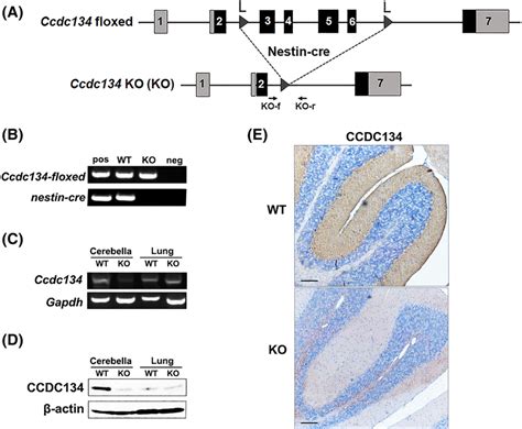 Generation Of Ccdc134 Conditional Knockout Nestin‐cre − Download Scientific Diagram