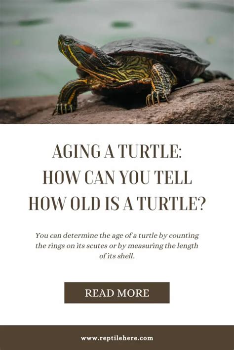 Aging A Turtle How Can You Tell How Old Is A Turtle