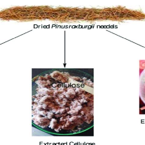 Pdf Novel Method For Extraction Of Lignin Cellulose And Hemicellulose From Pinus Roxburghii Needles