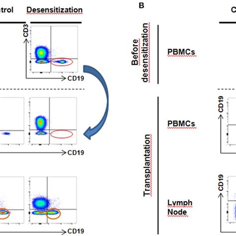 Flow Cytometry Analysis Of Circulating And Lymph Node B Cells A After Download Scientific