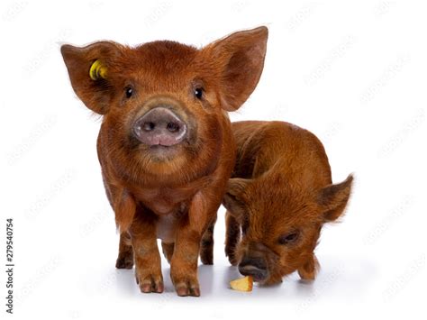 2 Adorable Ginger Kunekune Piglets Standing Together Looking