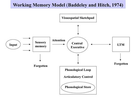 Working Memory Model In Psychology
