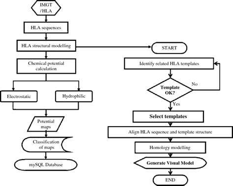 Work Flow Diagram Showing Human Leukocyte Antigen Hla Modeling And