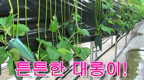대롱이 모종뽑기 딸기개별육묘포트 딸기토경재배 딸기고설재배 딸기수경재배 딸기양액재배 딸기모종받기 Youtube