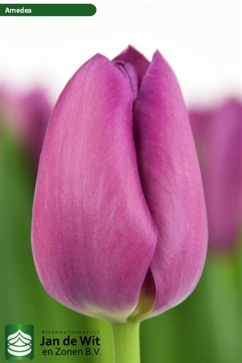 Amedea Tulip Jan De Wit En Zonen B V