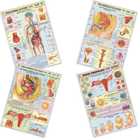 Multicolor Human Physiology Charts Laminated Set Of 17 Charts At ₹ 4233 Piece In New Delhi
