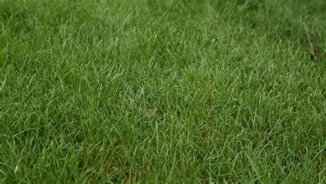 Perspective Grass Texture Large