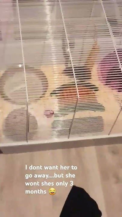 Tricked U Hampster Cute Die Youtube